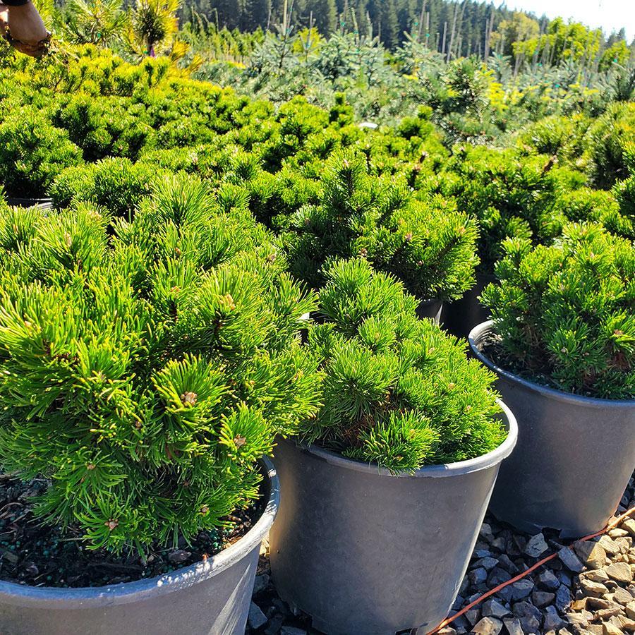 Mugo Pine – Fragrance Plants and Flowers