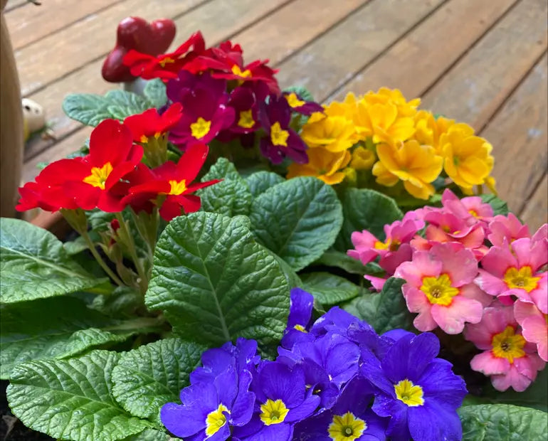 Primrose – Fragrance Plants and Flowers