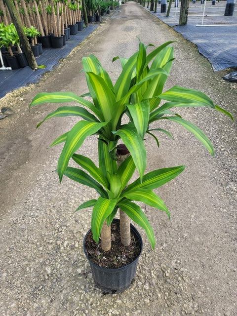 Dracaena Corn Plant – Fragrance Plants and Flowers