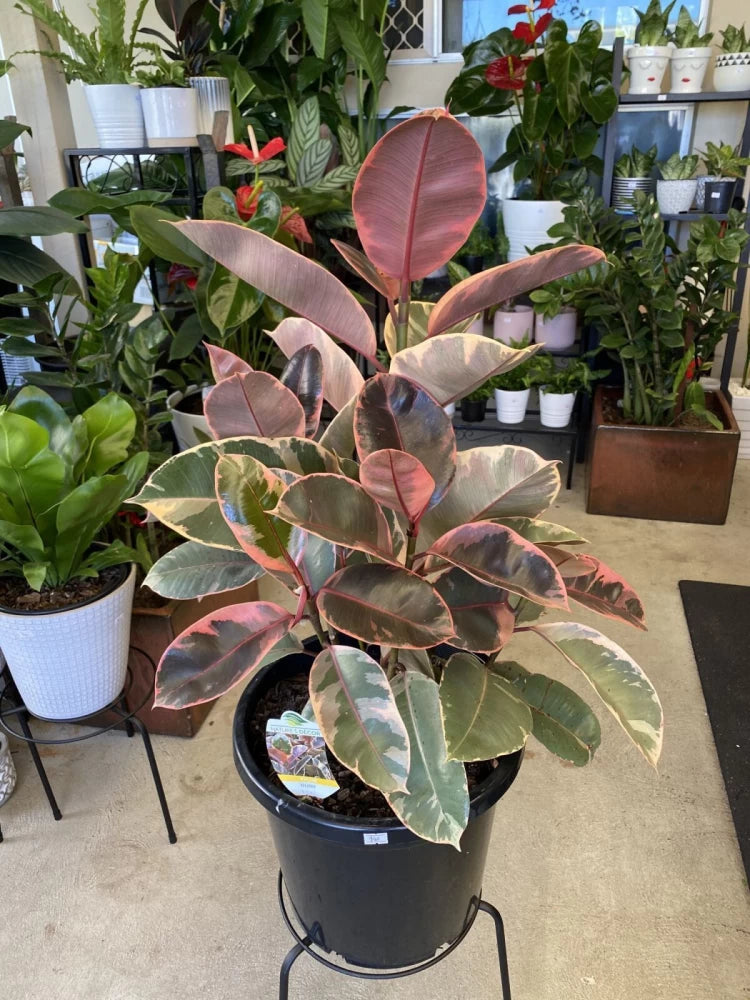 Rubber Tree – Fragrance Plants and Flowers