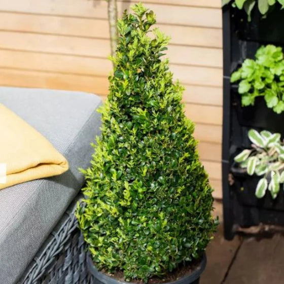Boxwoods Cone – Fragrance Plants and Flowers