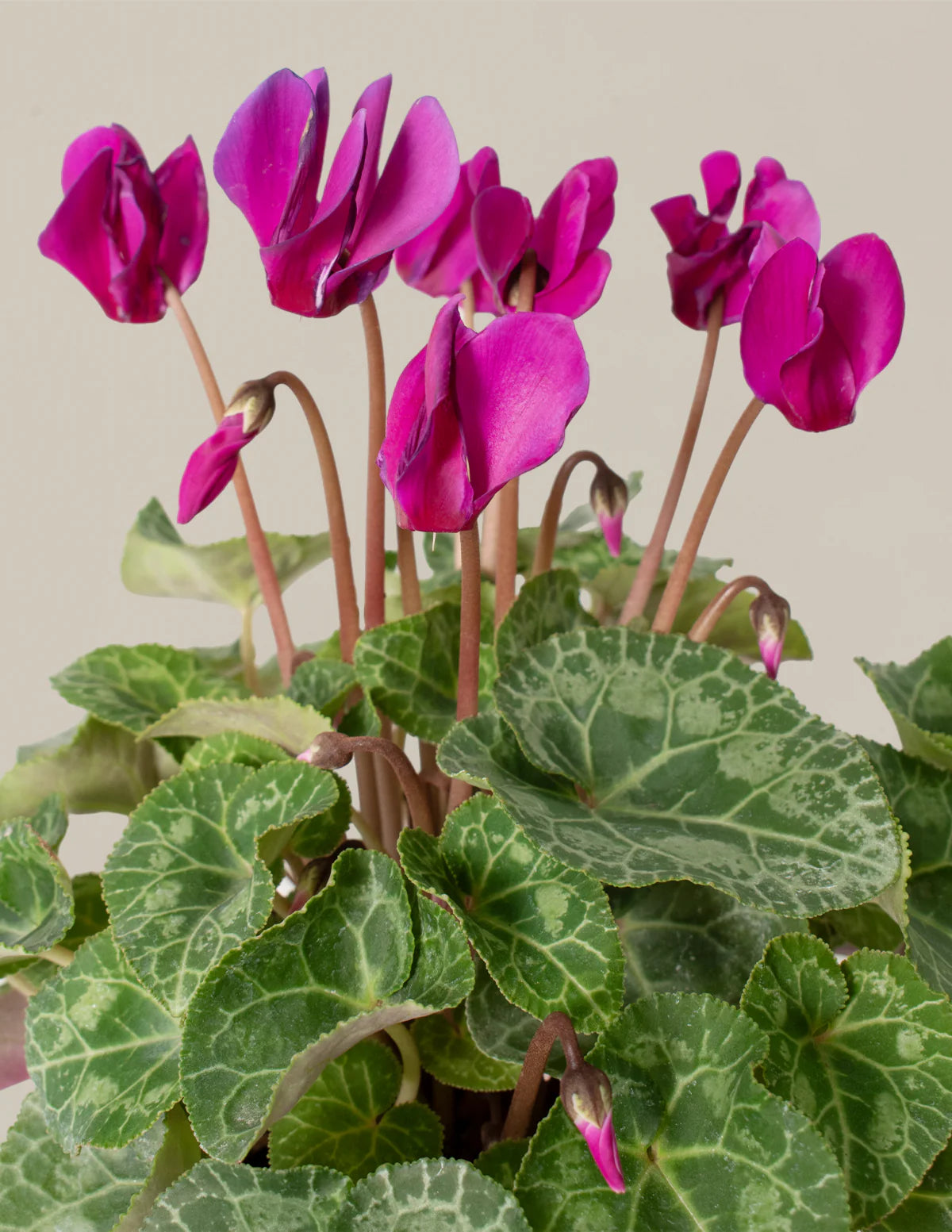 Cyclamen – Fragrance Plants and Flowers