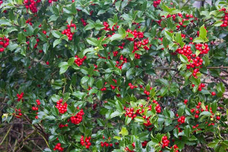 Holly – Fragrance Plants and Flowers