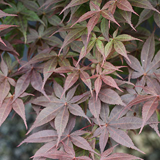 Japanese maple – Fragrance Plants and Flowers