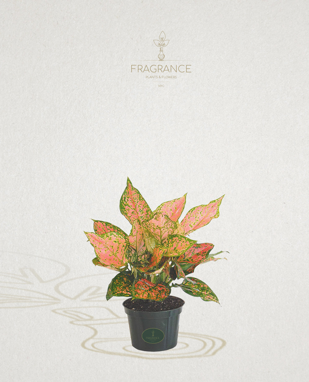 Aglaonema Ruby Ray – Fragrance Plants and Flowers