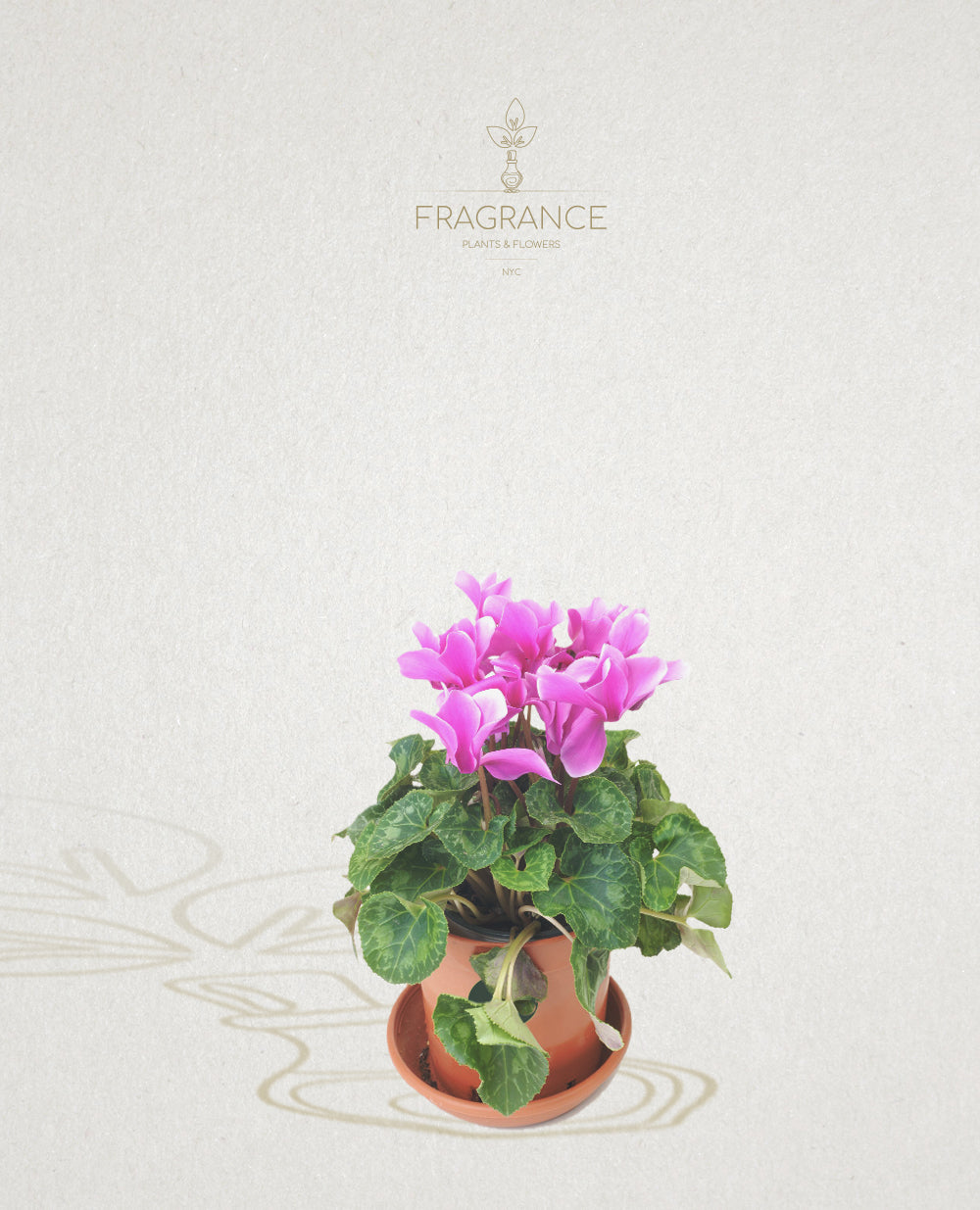 Cyclamen – Fragrance Plants and Flowers