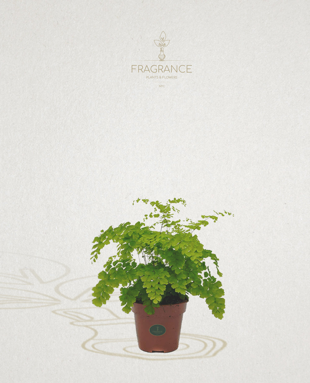 Maidenhair Fern – Fragrance Plants and Flowers